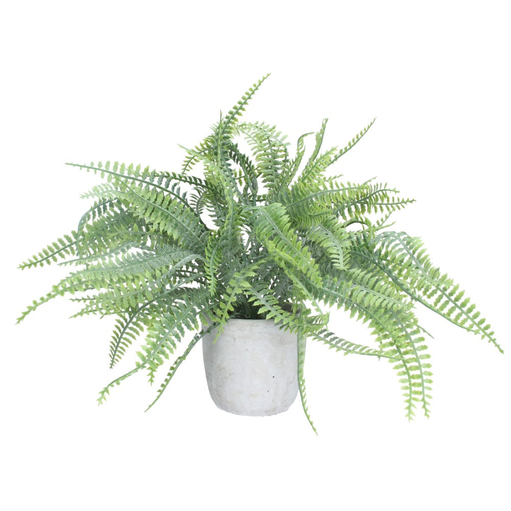 Spider fern in pot