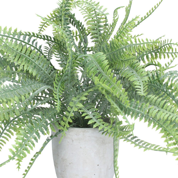 Spider fern in pot